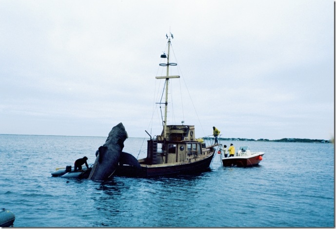 Casa da Medusa: Fotos dos bastidores do filme Tubarão